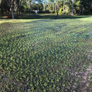 ROOT® - TRUEGRID Pavers