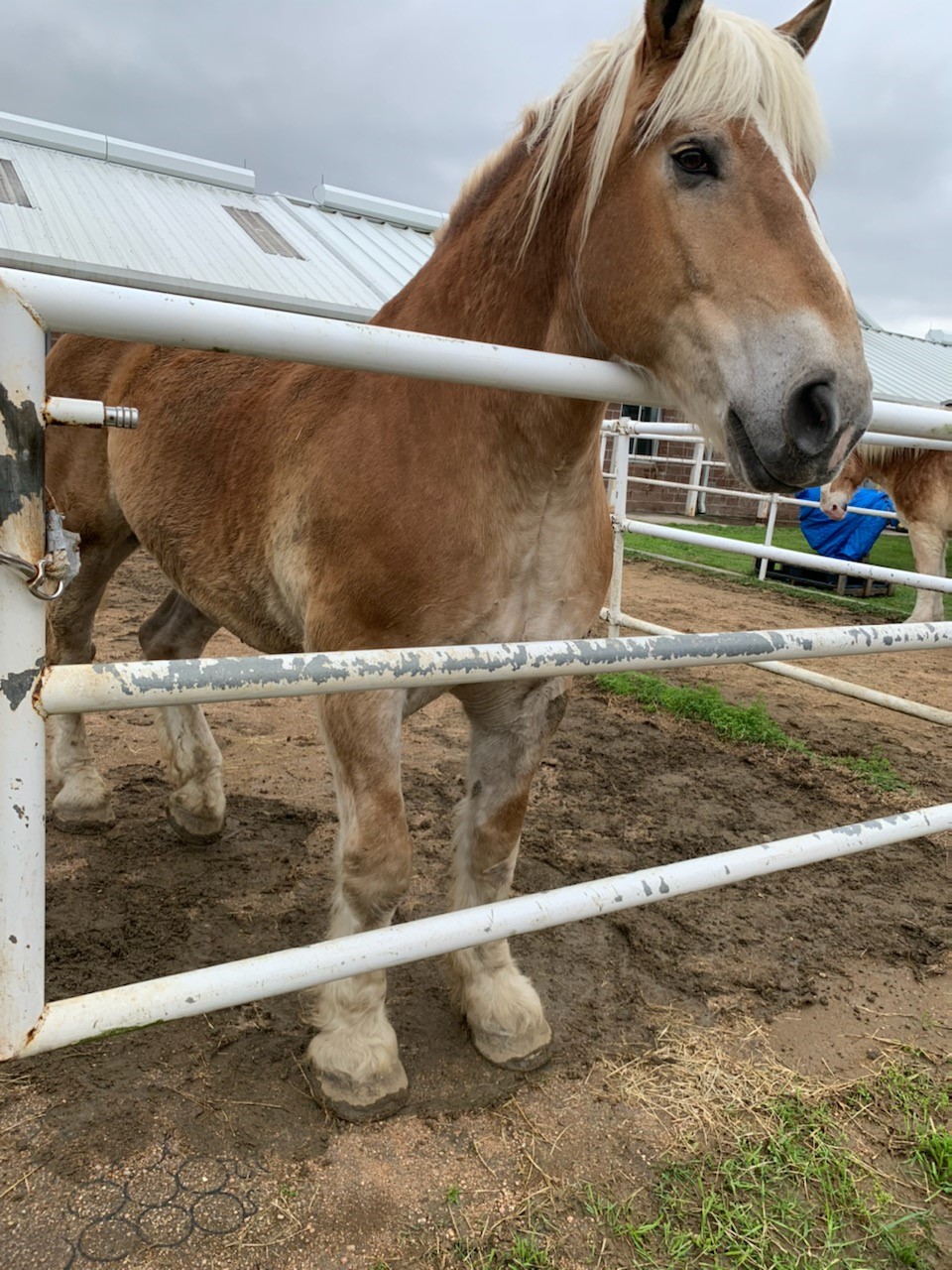 The Best Way to Stabilize a Muddy Horse Paddock: Footing Grids