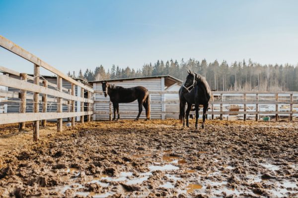 The Best Way to Stabilize a Muddy Horse Paddock: Footing Grids