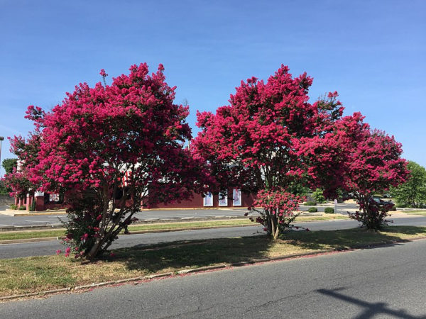 How to Blend Landscape Architecture and Parking Lot Design: 3 Ideas