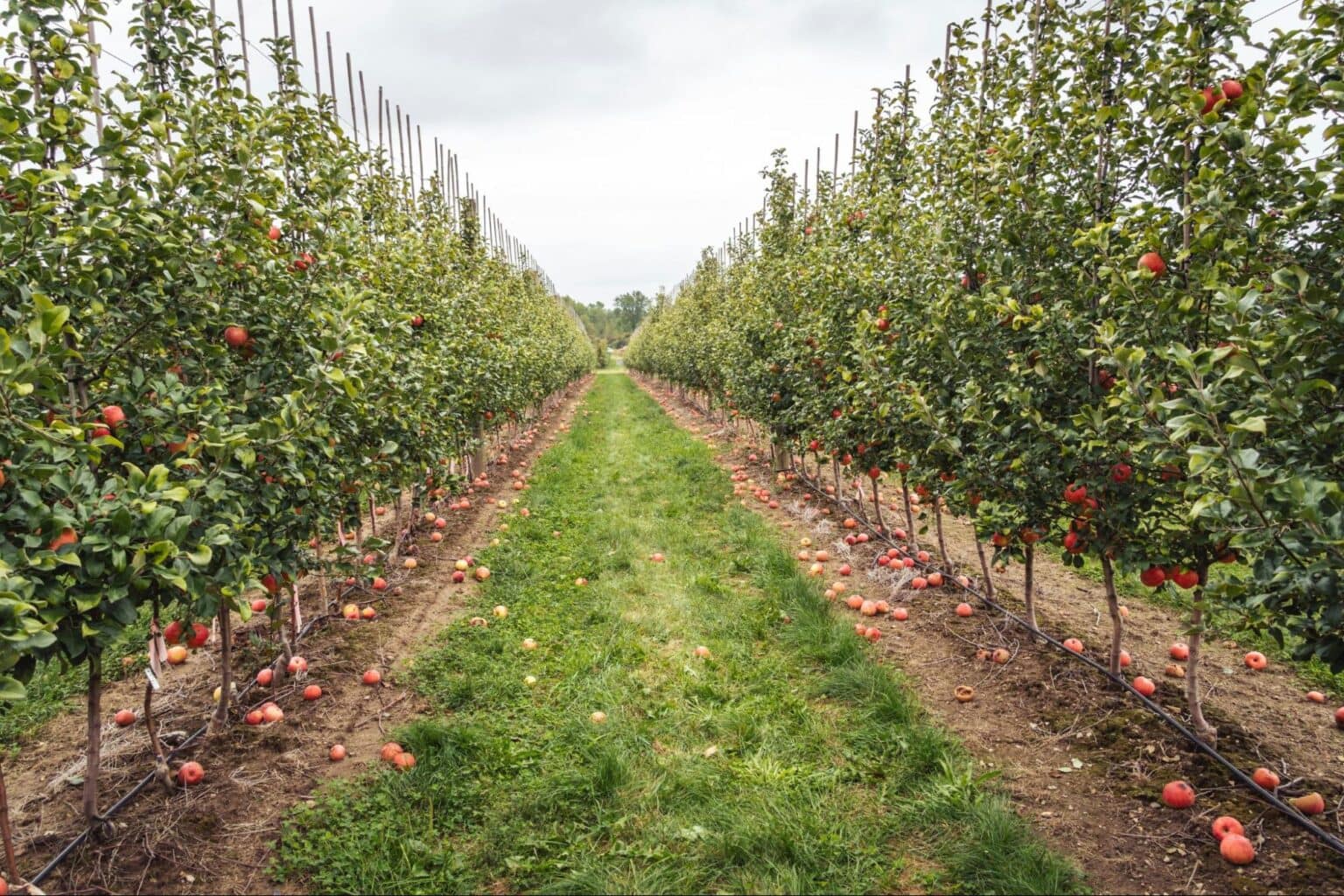 Fruit Orchard Design Ideas for a Sustainable, Mud-Free Garden Orchard