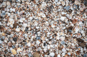 Seashell Driveway: Is It The Right Choice for You?