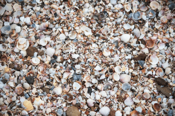 Seashell Driveway: Is It The Right Choice for You?