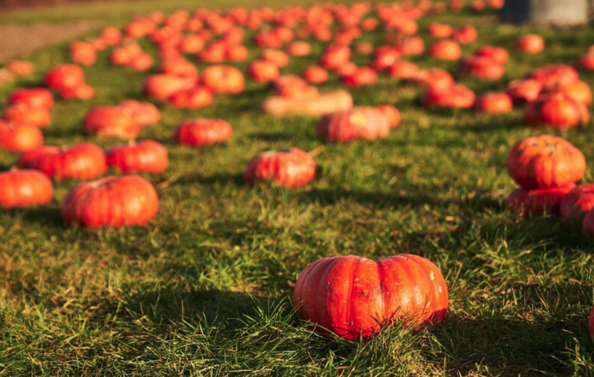 11 Pumpkin Patch Ideas to Improve Sustainability and enhance longevity